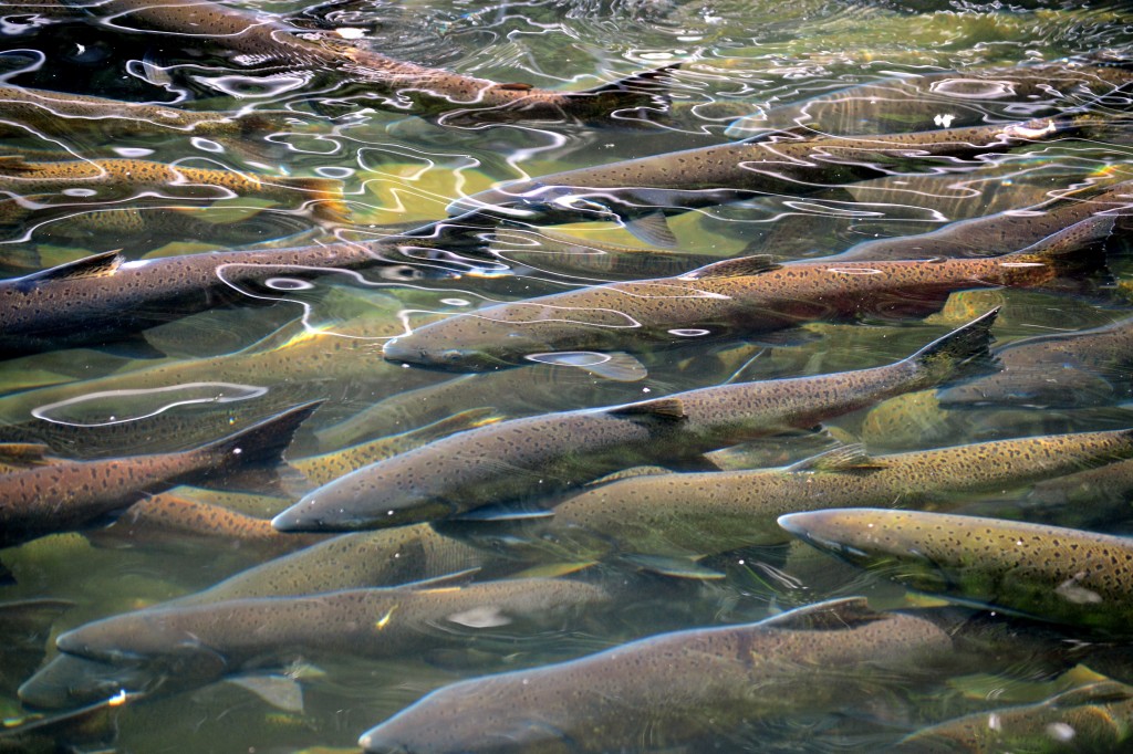 Salmon, More Than Just Dinner - Environmental Watch