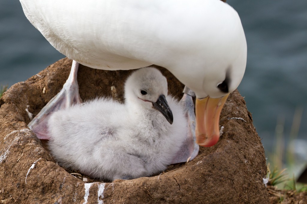 The Endangered Albatross - Environmental Watch