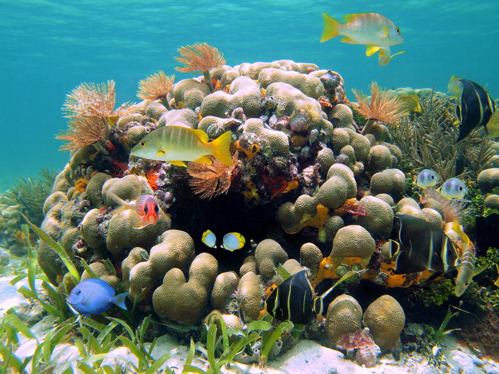Organizations Partner to Restore Coral Reefs - Environmental Watch