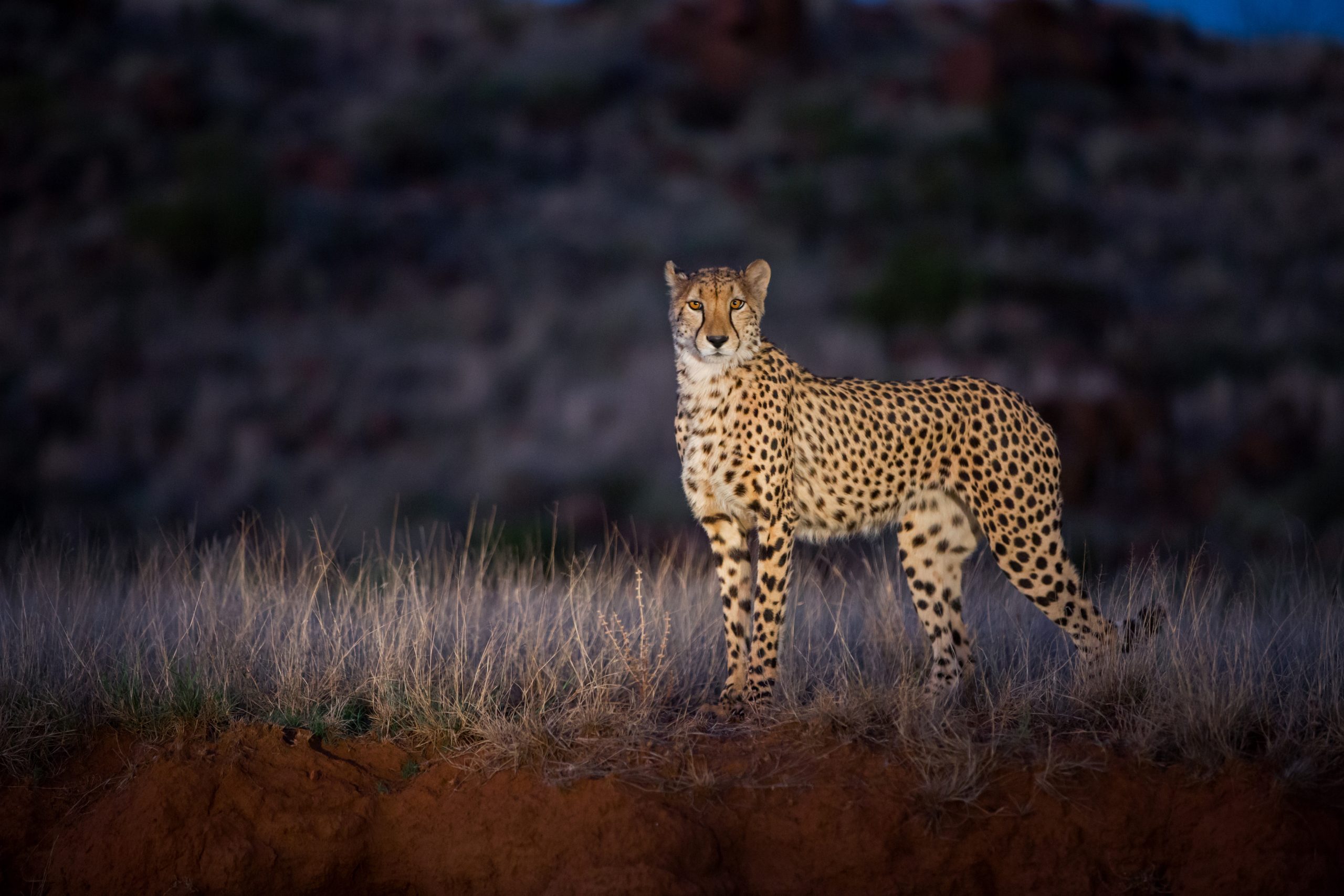 Cheetahs At Night? - Environmental Watch