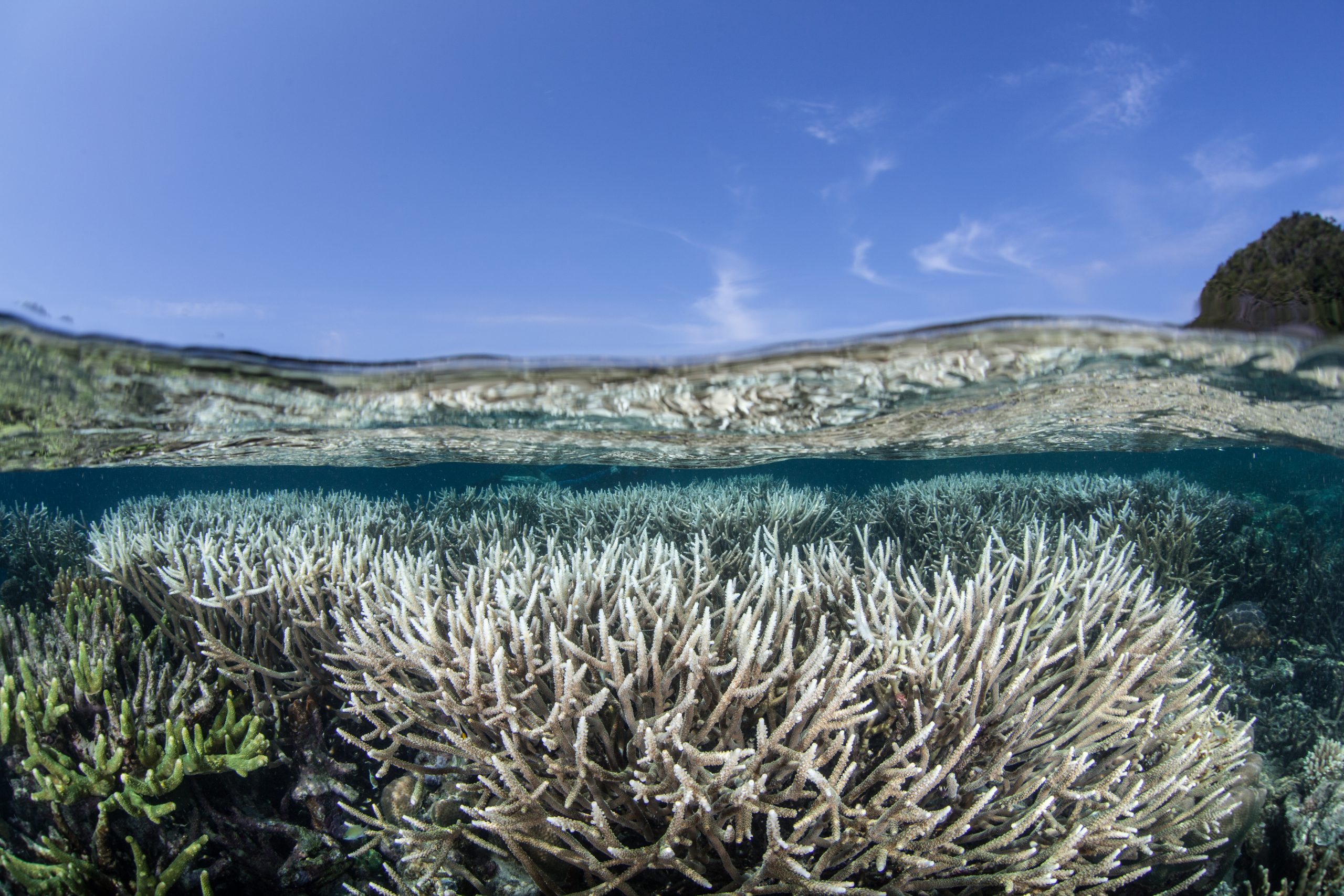 Super Corals: In Progress - Environmental Watch